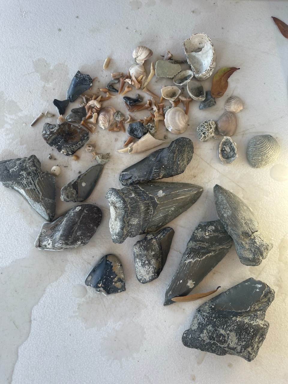 Bull Shark Standard Dig | Myrtle Beach Sharktooth Adventures