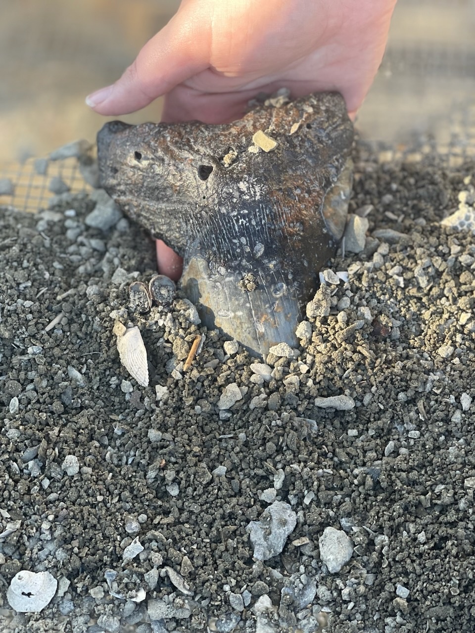 Great White Premium Dig | Myrtle Beach Sharktooth Adventures